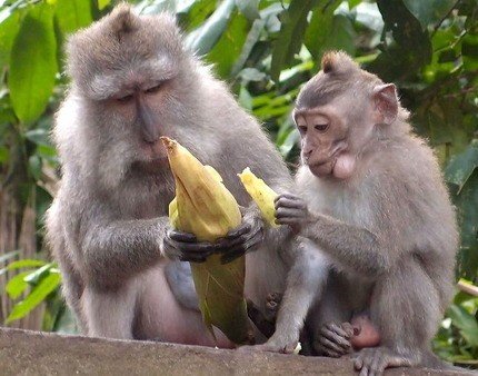 Monkey Shenanigans in Bali